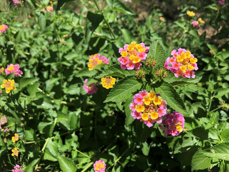 9 Month Jumbo Certificate of Deposit - Junction National Bank